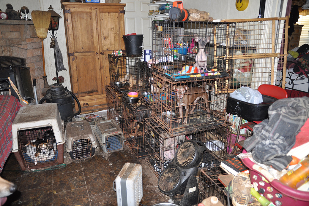 Animal Abuse or Neglect